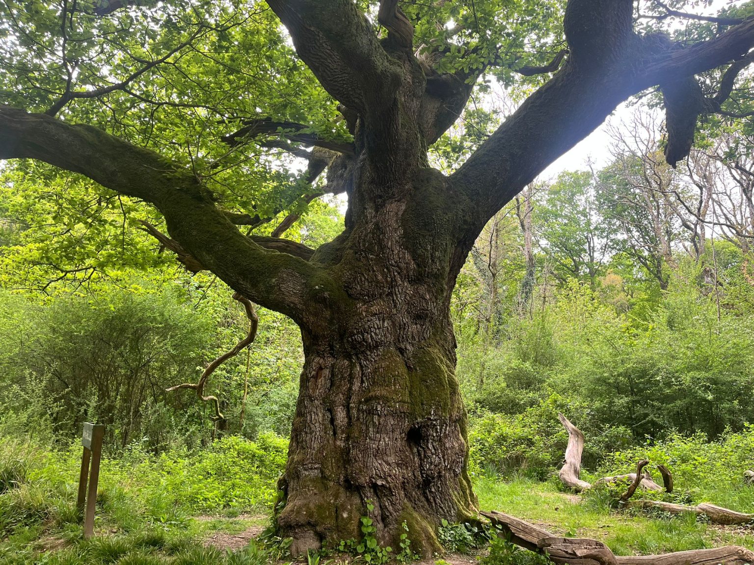 Home - Arb Tree Works